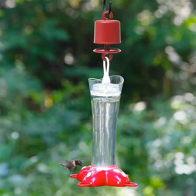 如何讓螞蟻遠離蜂鳥餵食器