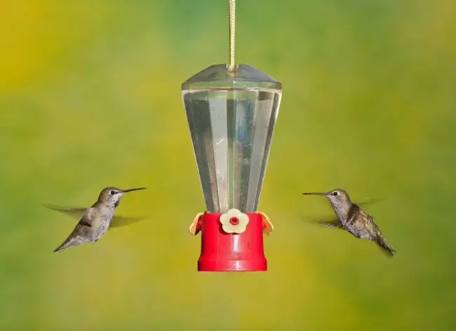 ដោះស្រាយហើយ! តើធ្វើដូចម្តេចដើម្បីរក្សាស្រមោចចេញពី Hummingbird feeders 1727_4