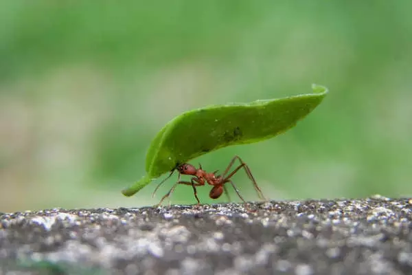 rastliny, ktoré odpudzujú mravce