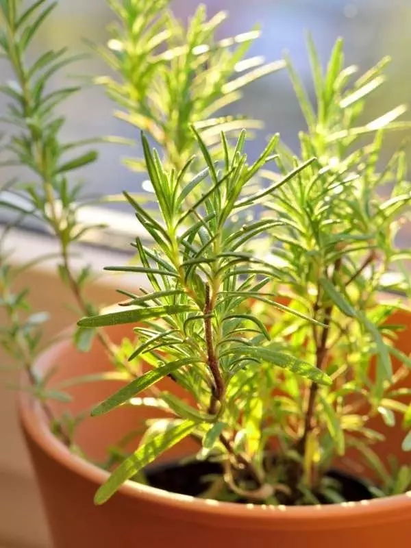 Planzen déi Moustiquen ofstoen: Rosemary