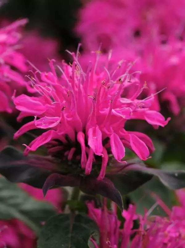 Izityalo ezigxotha iiMosquitoes: Monarda