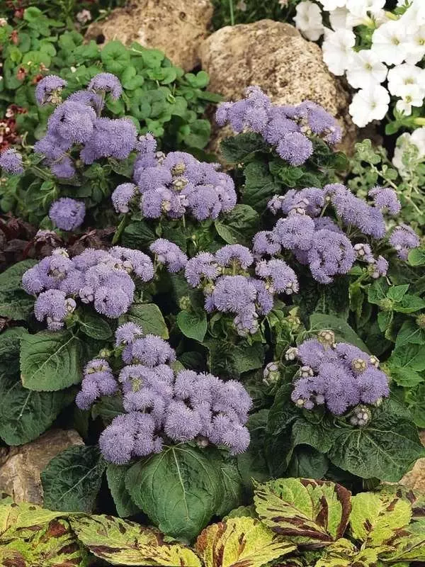 Растения, които отблъскват комарите: Ageratum