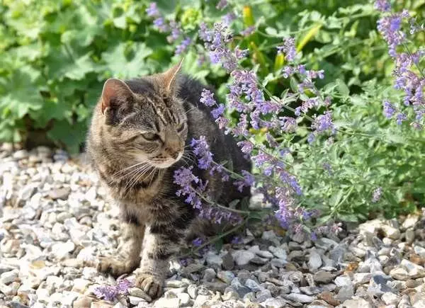 Planzen déi Moustiquen ofstoen: Catnip