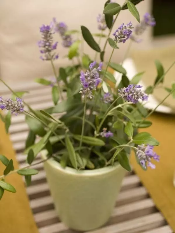 Planzen déi Moustiquen ofstoen: Lavendel