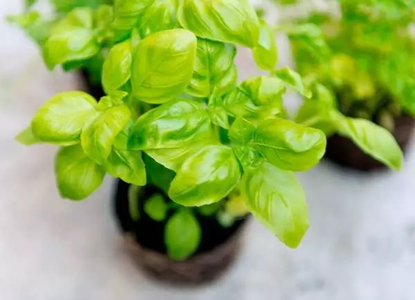 Planzen déi Moustiquen ofstoen: Basil