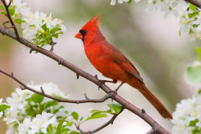 comment attirer les cardinaux