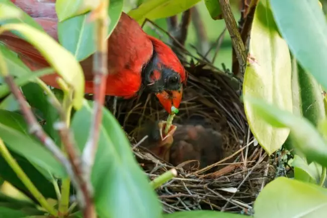 comment attirer les cardinaux