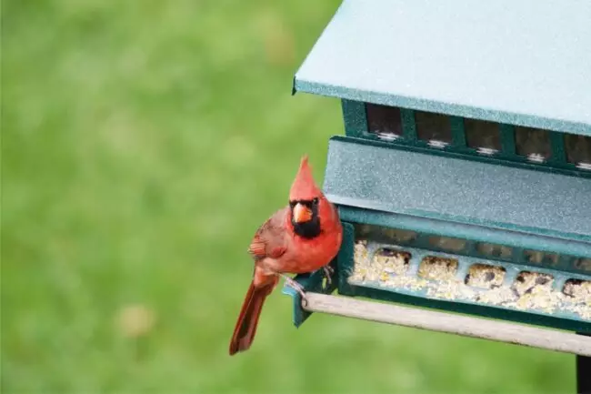 comment attirer les cardinaux