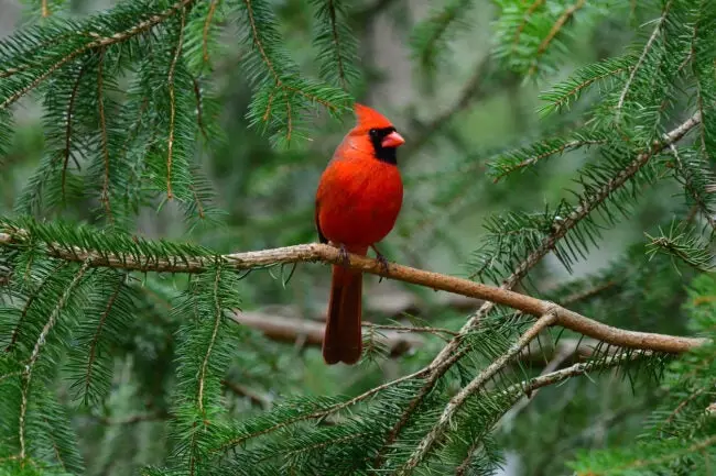 comment attirer les cardinaux