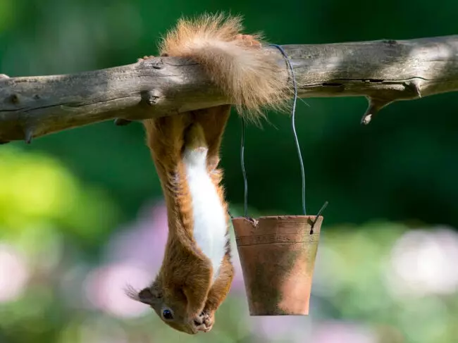 7 wichtige Dinge, die Sie über Ihren Eichhörnchen-Futterspender wissen sollten