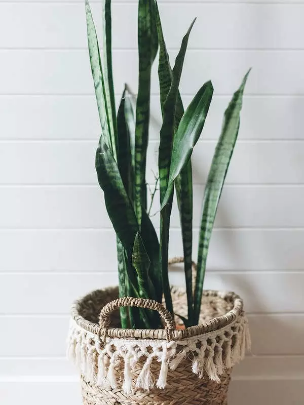 Sansevieria ქარხანა