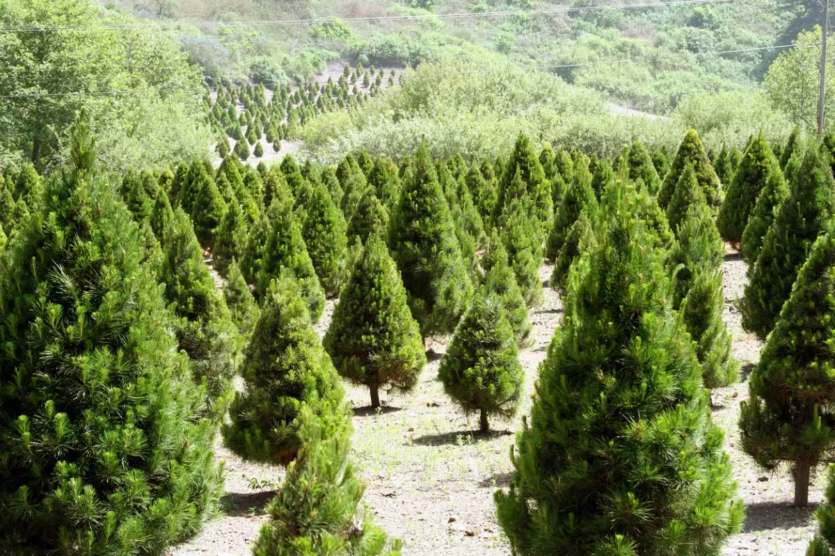 Os 5 mellores tipos de árbores de Nadal