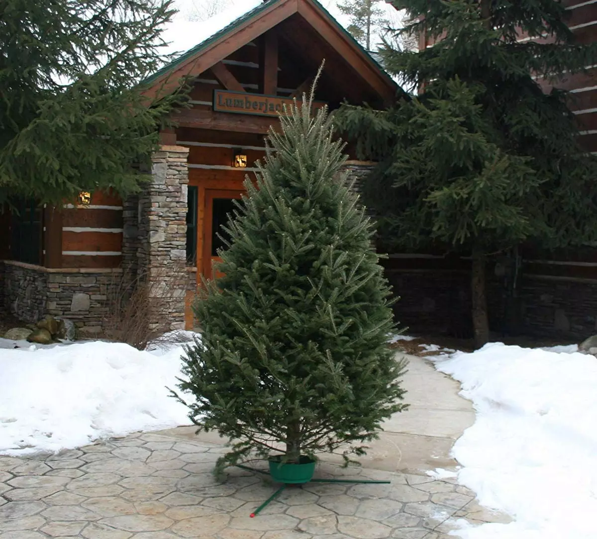 5 najboljših vrst božičnega drevesa