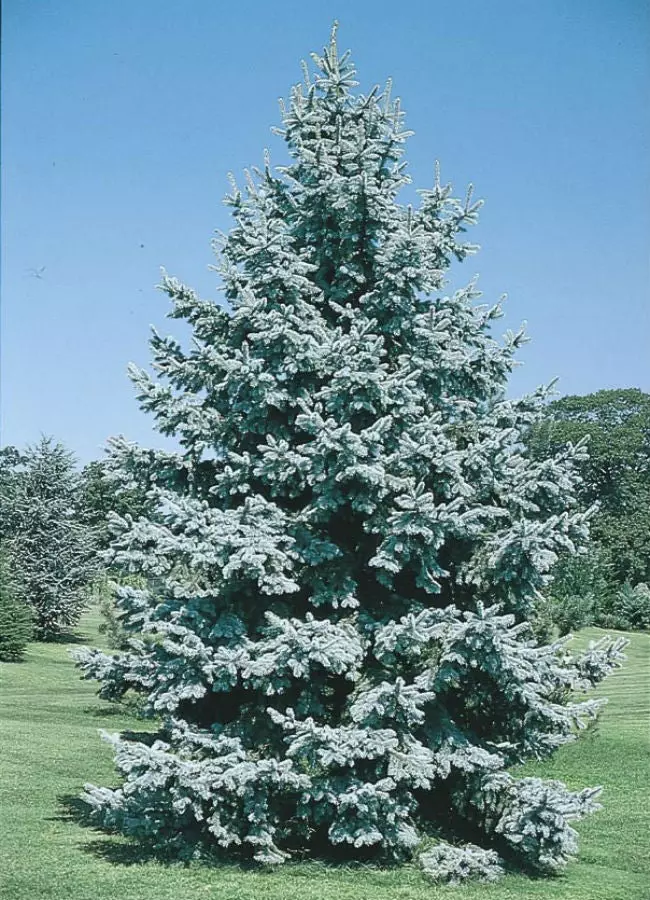 5 najboljših vrst božičnega drevesa