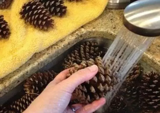 Kaip pasidaryti pušies kankorėžių girliandą – nuvalykite spurgus