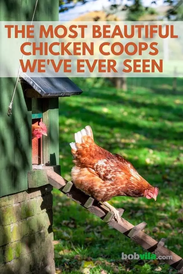 20 ideja za kokošinjac u dvorištu