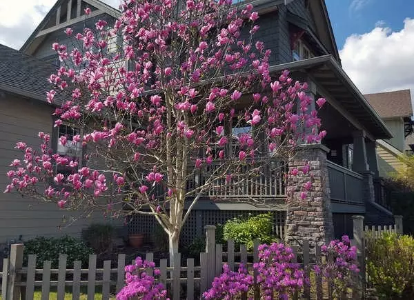 Paisaxe con árbores en flor