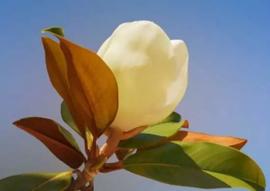Maisigh le Duille Magnolia triomaithe