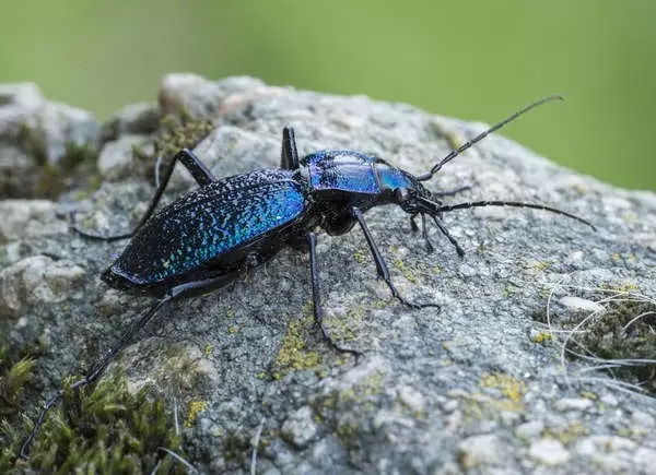 beneficios de los escarabajos de tierra