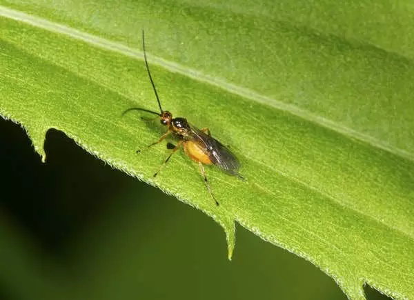 Wasps ysglyfaethus