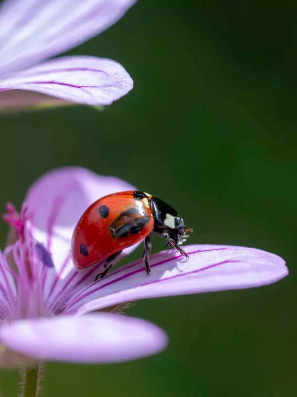 ປະໂຫຍດຂອງ ladybug ໃນສວນ