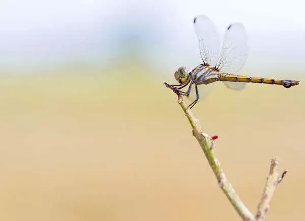 sochair dragonfly