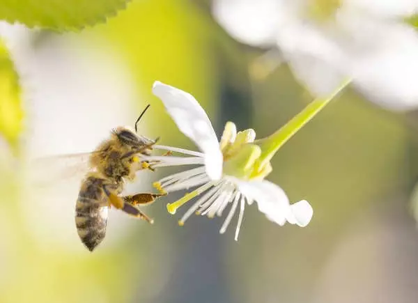 मधमाशांचे फायदे