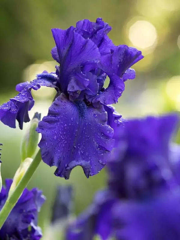 Plantas resistentes ao cervo iris