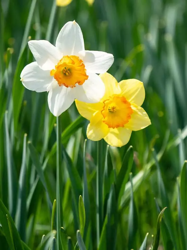 Daffodils sugunlara çydamly ösümlikler