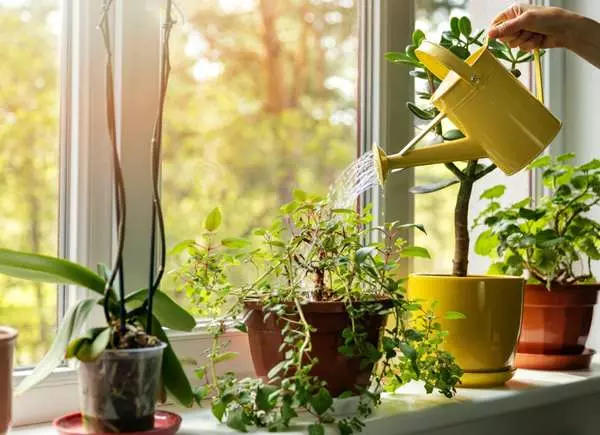 хобби комнатные растения сезонное аффективное расстройство