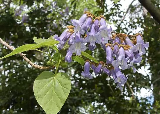 Paulownia Tomentosa