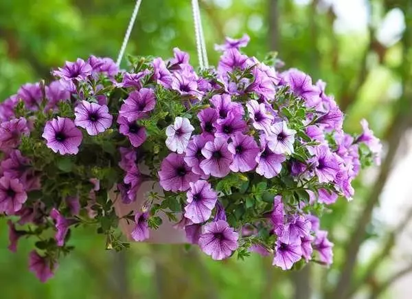 Petunia Foar Hanging Baskets