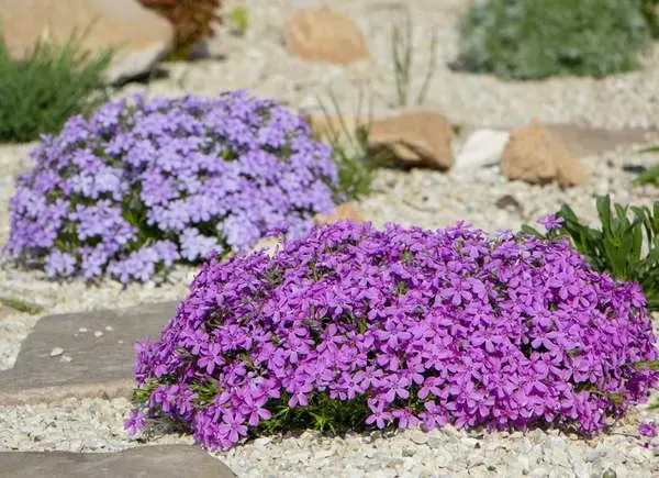 Phlox ti nrakò