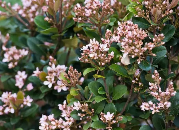 Indian Hawthorn