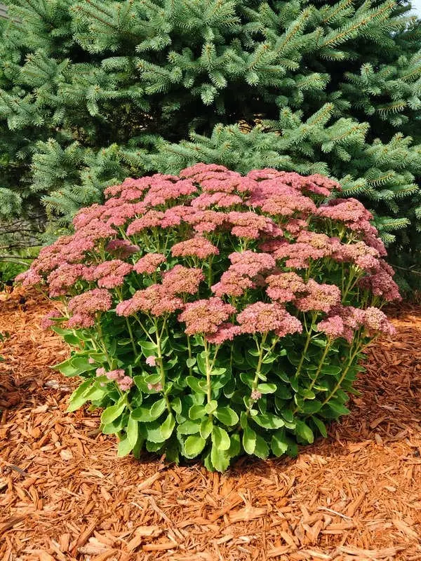 Autumn Joy Sedum