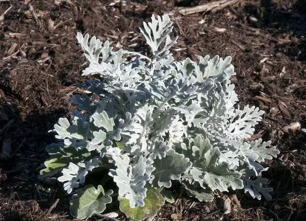 Dusty Miller