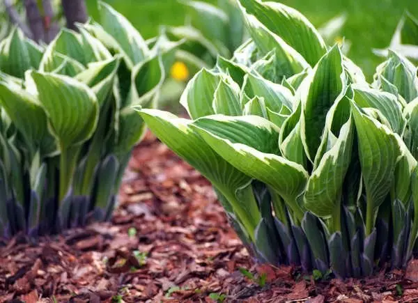 hostas