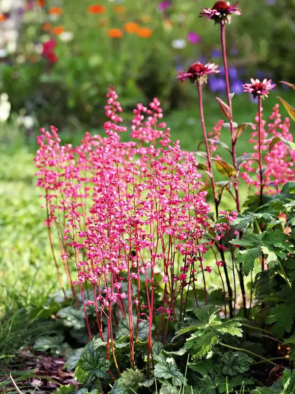 Coral Bells