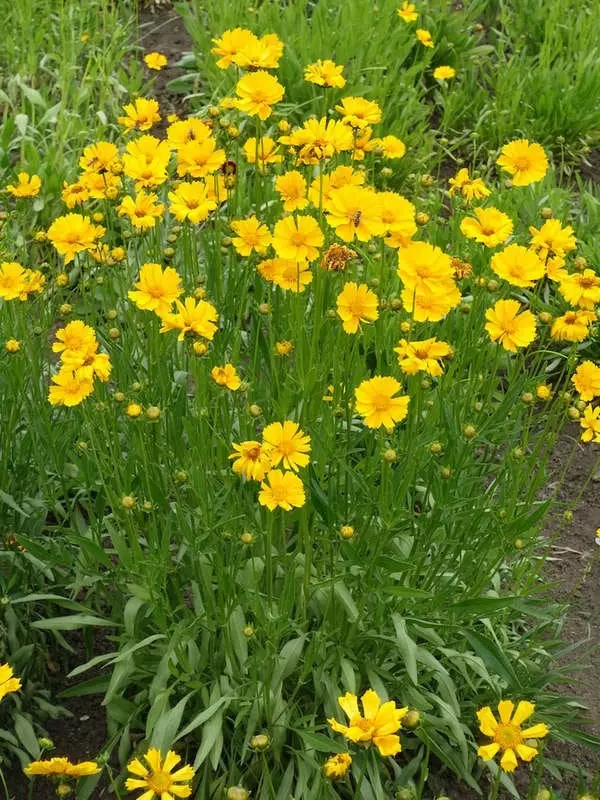 Coreopsis