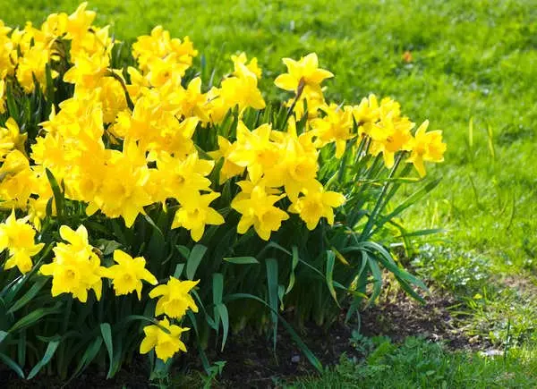 Daffodils fasil swen plant