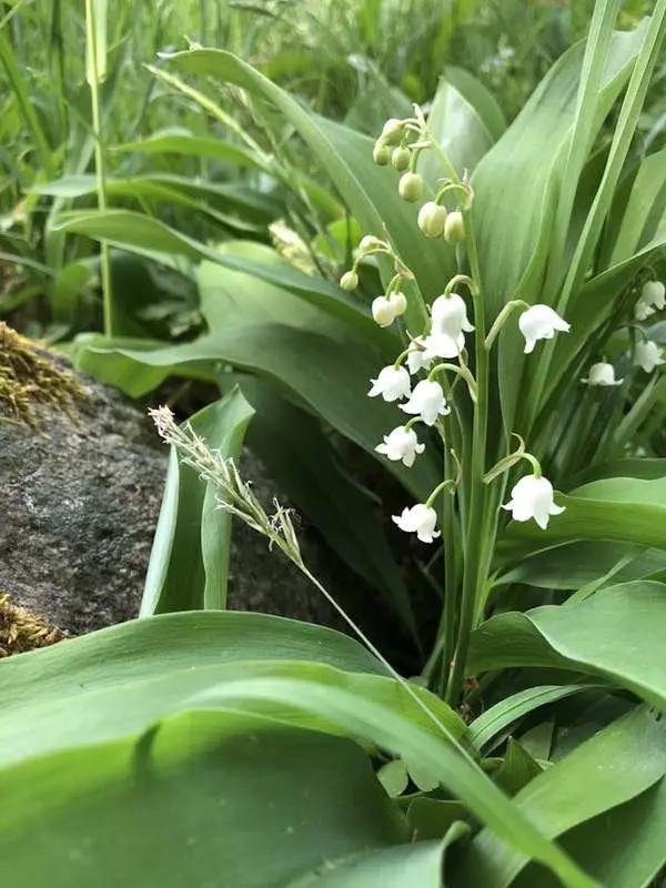 Lily of the Valley រុក្ខជាតិថែទាំងាយស្រួល