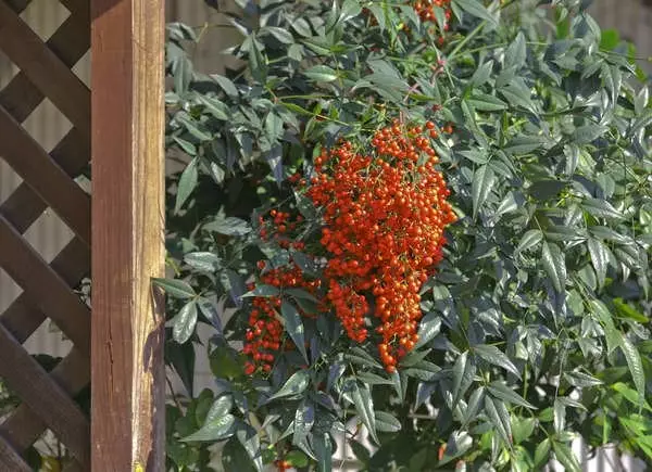 Nandina Domestika