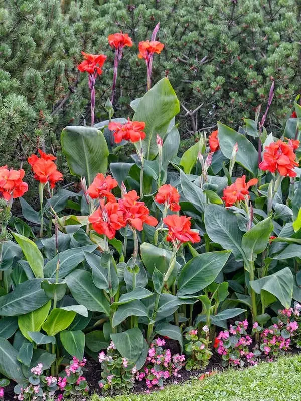 Canna Lily