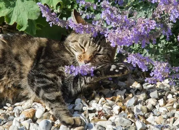 Catmint