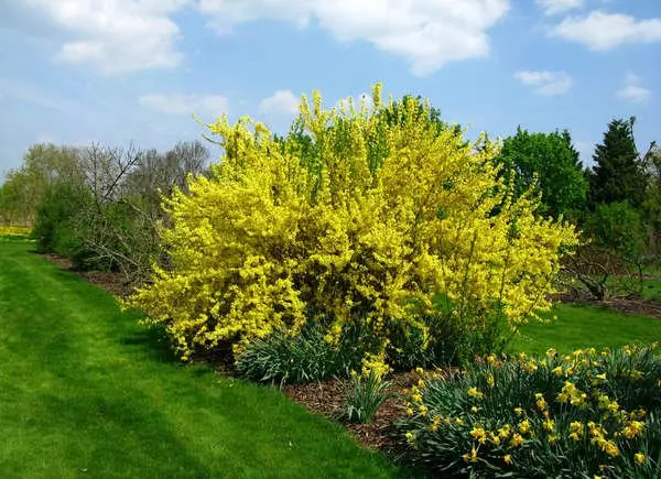 Forsythia