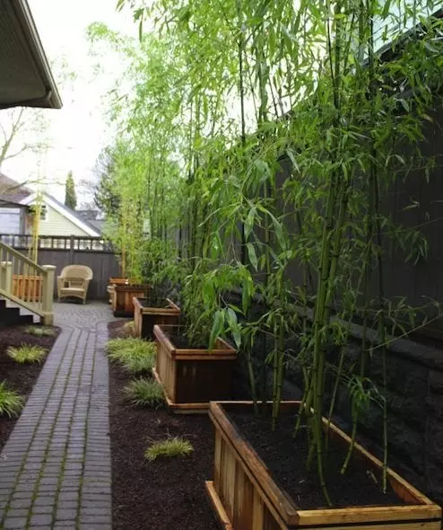 Landskapsarkitektur med bambu - planteringar