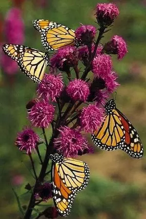 Як зробити сад метеликів - Marigold Group