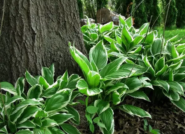 ESCOLHA plantas adaptadas às condições especiais de luz sob a árvore.