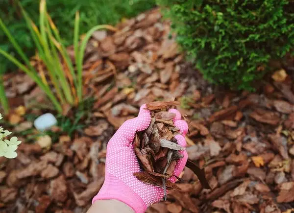 Sempre mulch ao paisagismo em torno de árvores