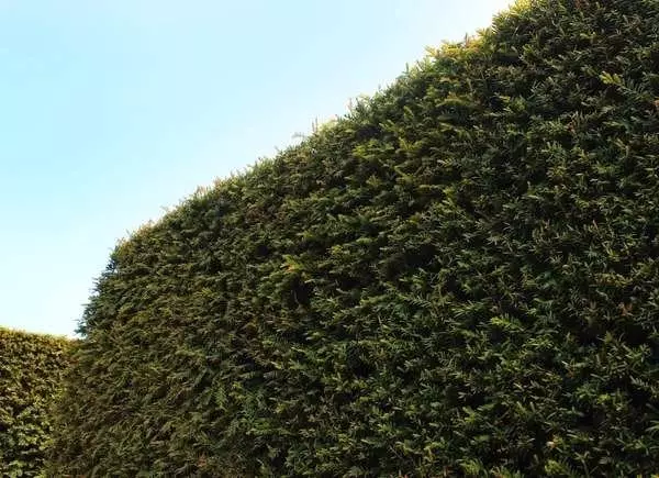Yew Hedge